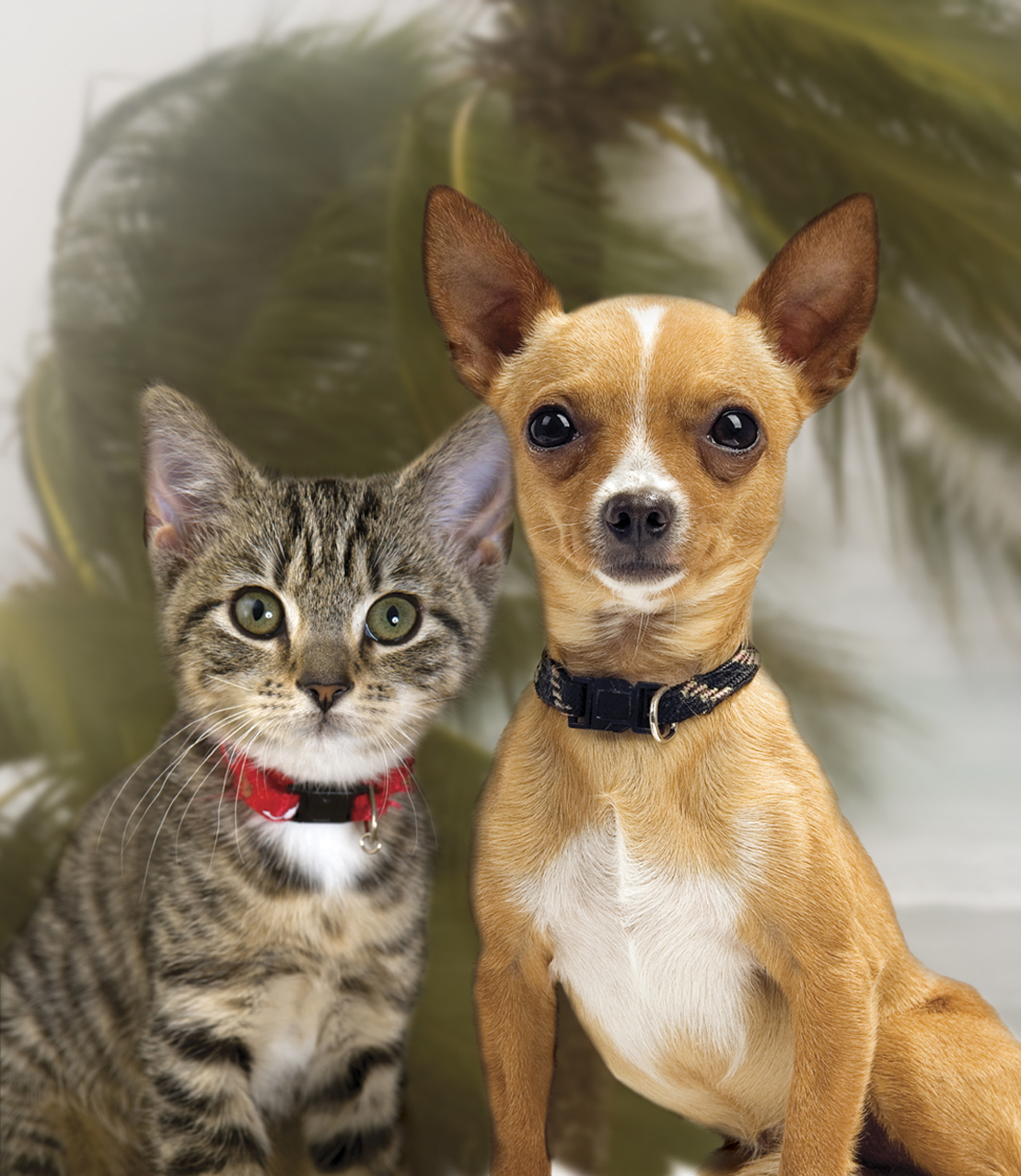 Hawaiian Humane Society - Just for Volunteers!